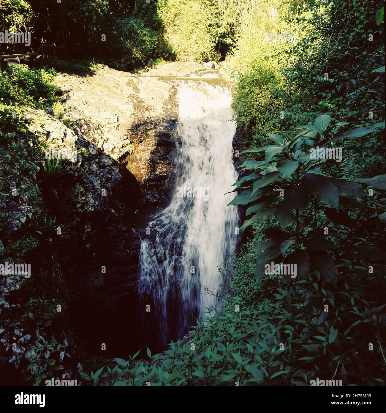 Gondwana rainforests of australia hi-res stock photography and images ...