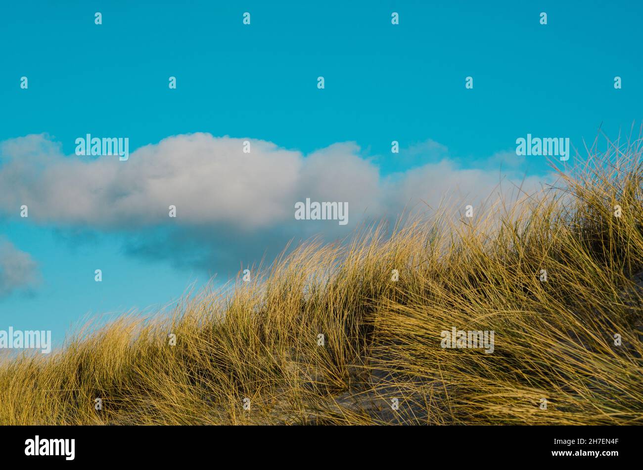 Close up of wild grass field against a blue cloudy sky in the morning ...