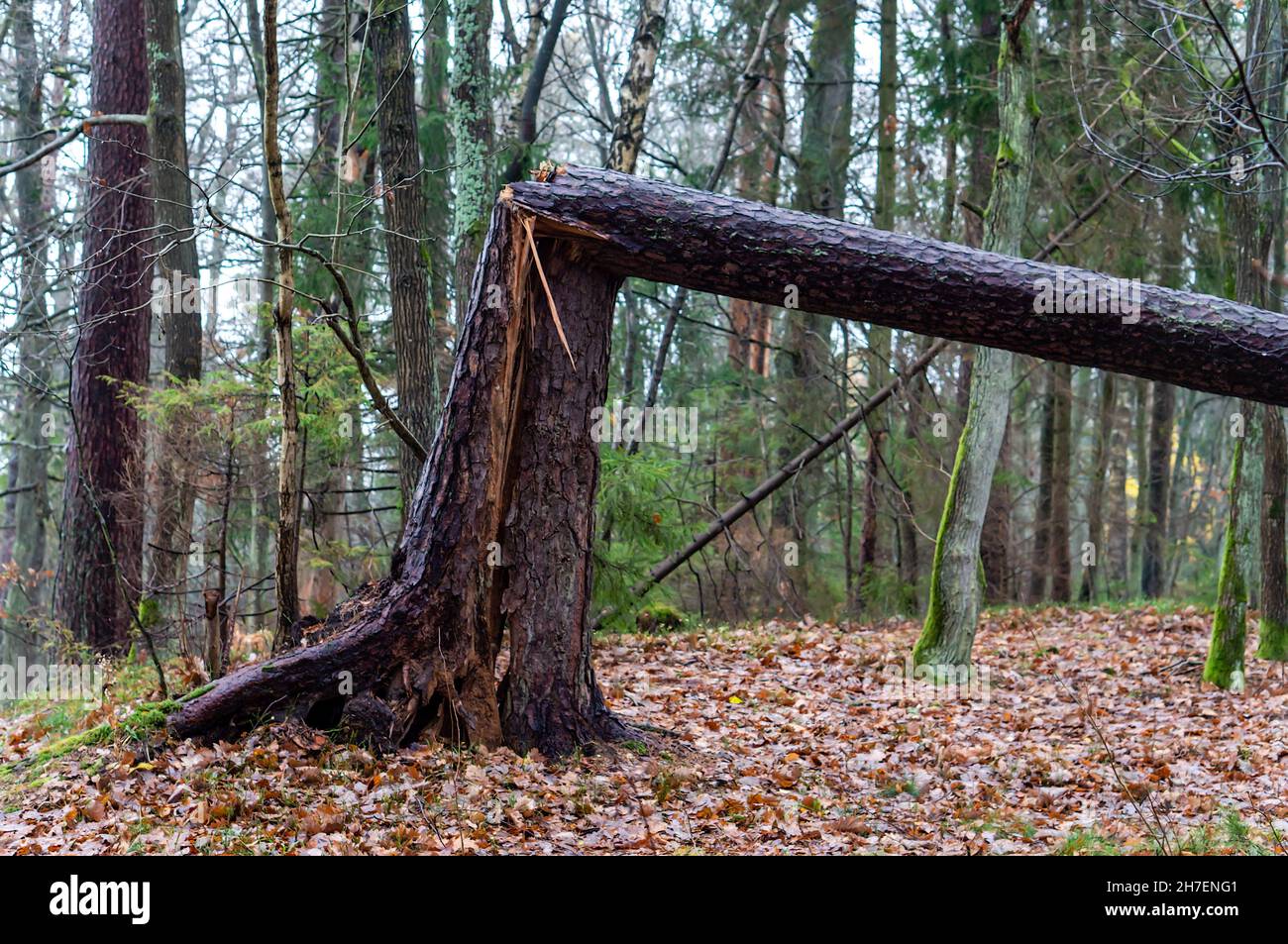 Broken tree. Fallen tree in the woods. A hurricane has broken trees ...