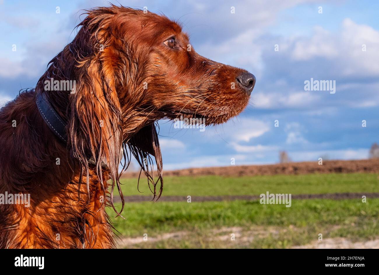 Irsk setter hi-res stock photography and images - Alamy