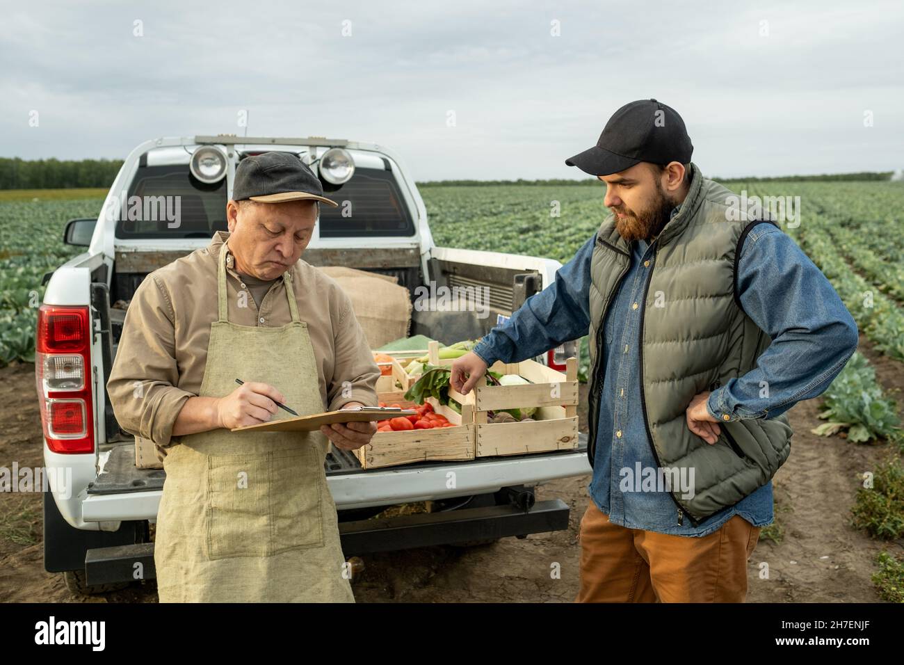 Plantation worker in apron standing at pickup truck on cabbage field ...