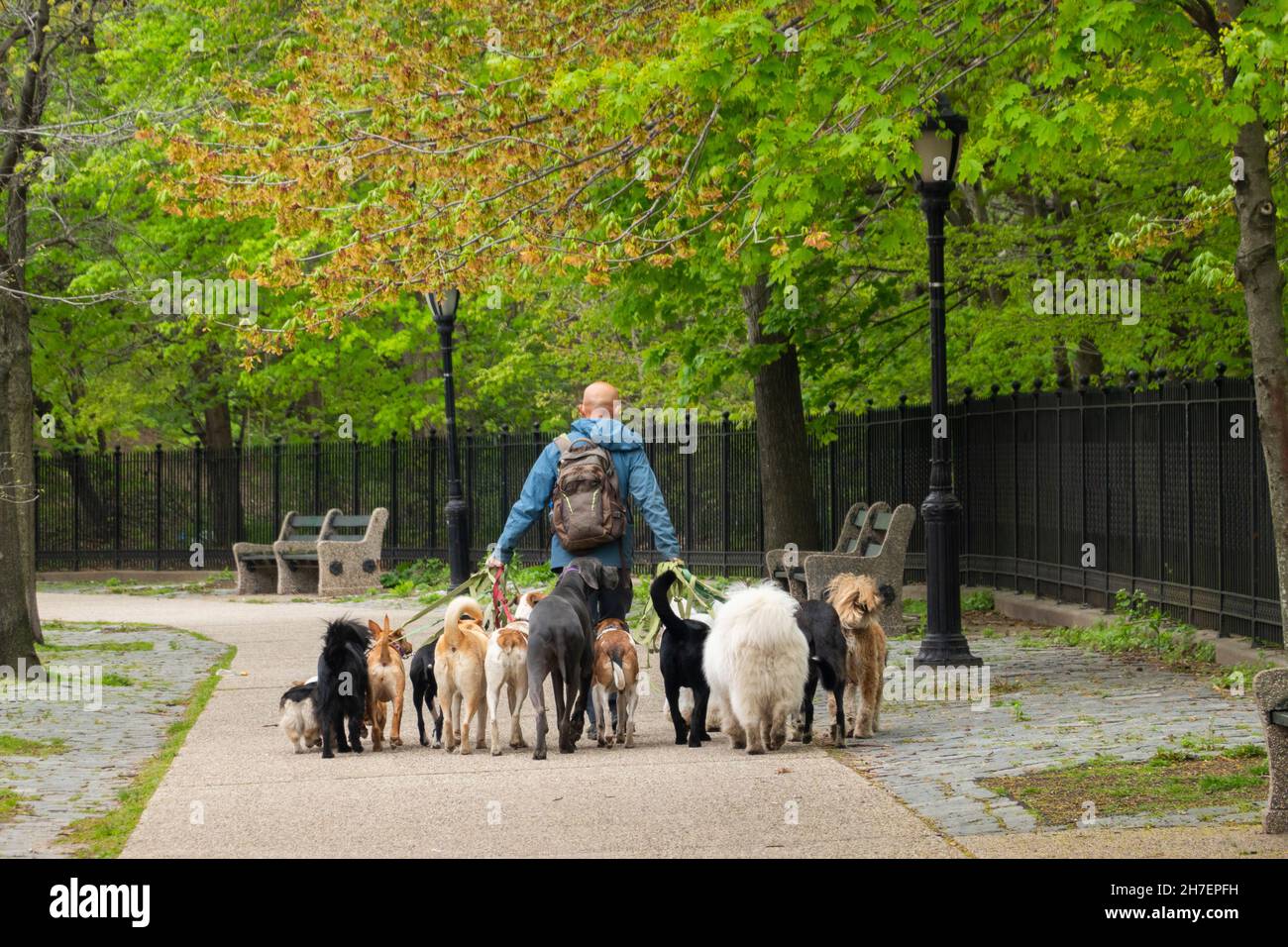 dog walker with a pack of small and large animals in Prospect park ...