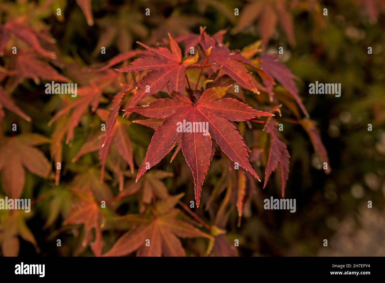 Fallen autumn leaves with copy space. The color of the gradient foliage ...