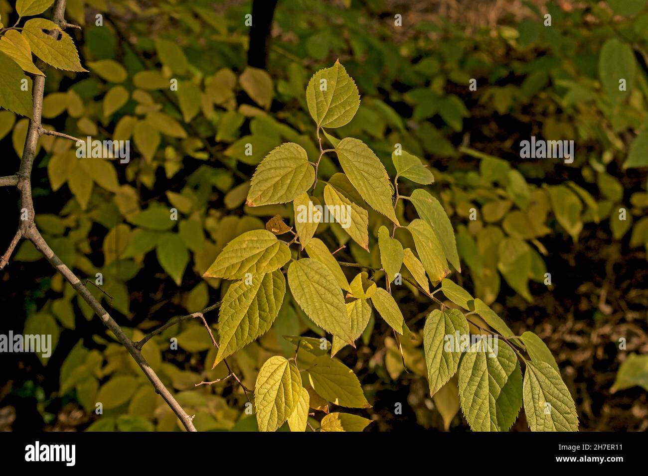 Fallen autumn leaves with copy space. The color of the gradient foliage ...