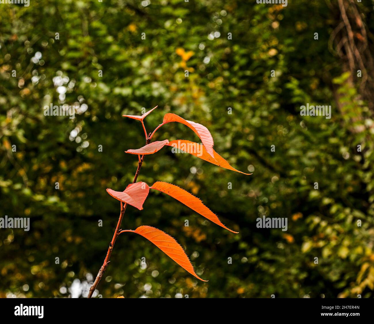 Fallen autumn leaves with copy space. The color of the gradient foliage ...