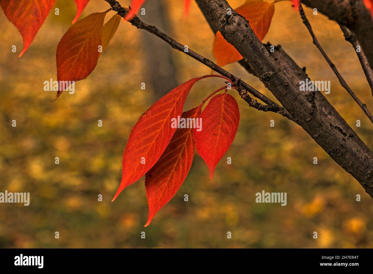 Fallen autumn leaves with copy space. The color of the gradient foliage ...
