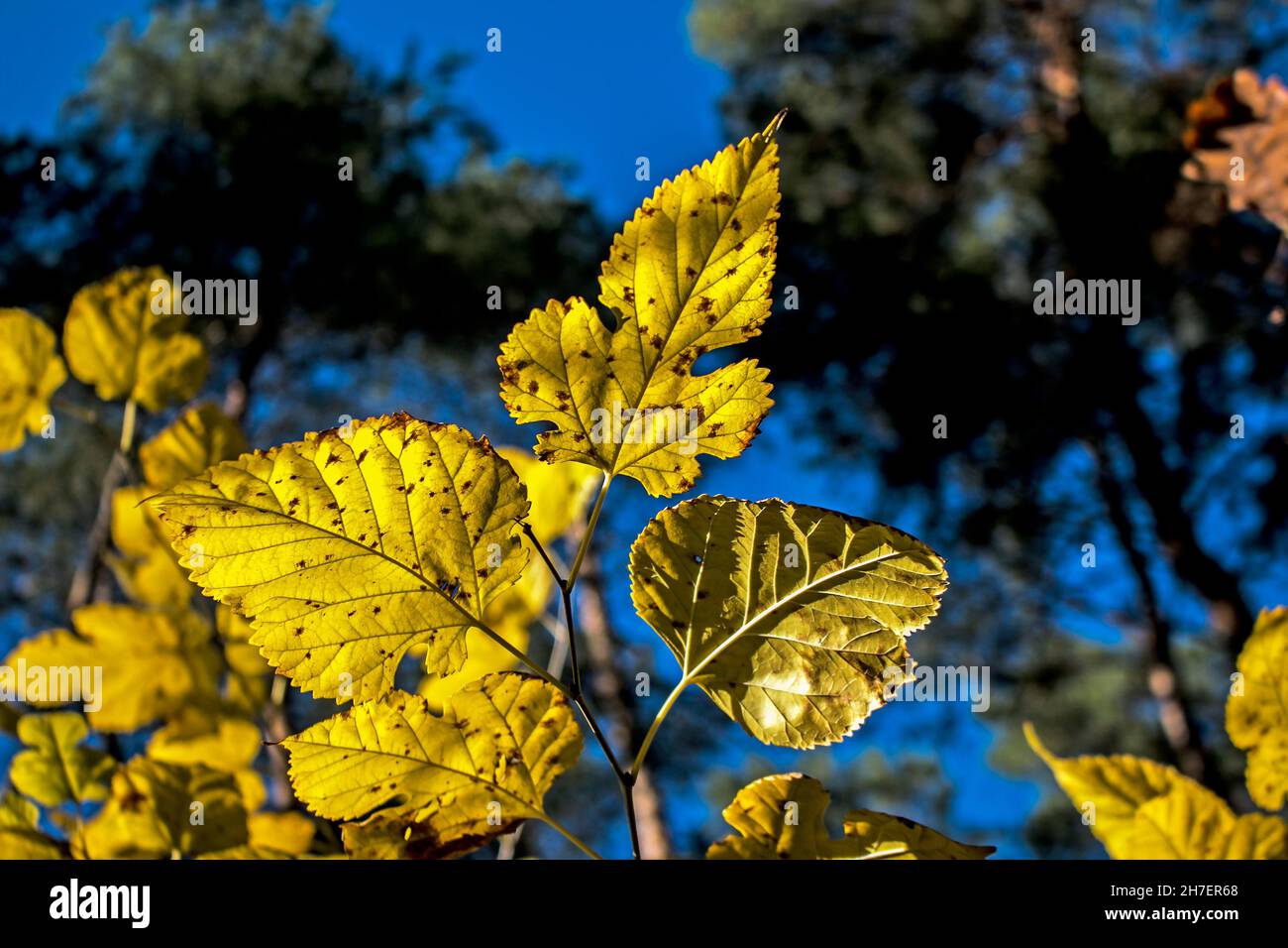 Fallen autumn leaves with copy space. The color of the gradient foliage ...