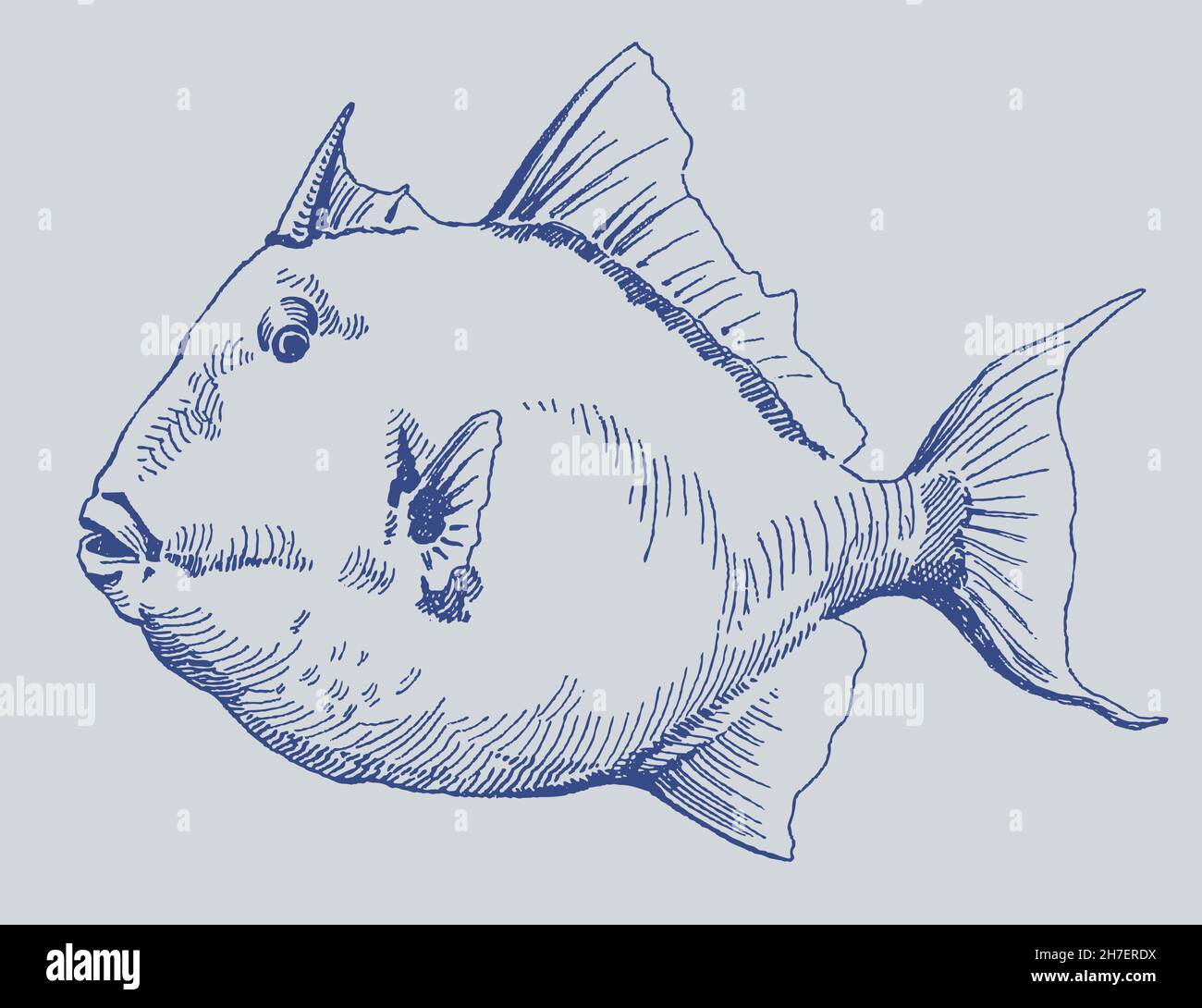 Sargassum triggerfish xanthichthys ringens in profile view, after ...