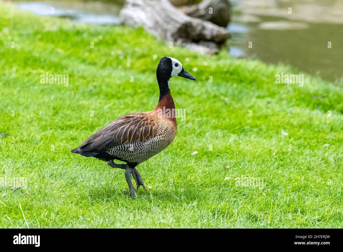 Whistling grass hi-res stock photography and images - Alamy