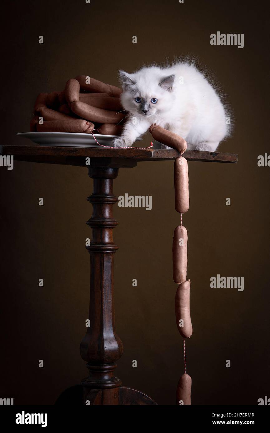 Burmese cat eating hi-res stock photography and images - Alamy