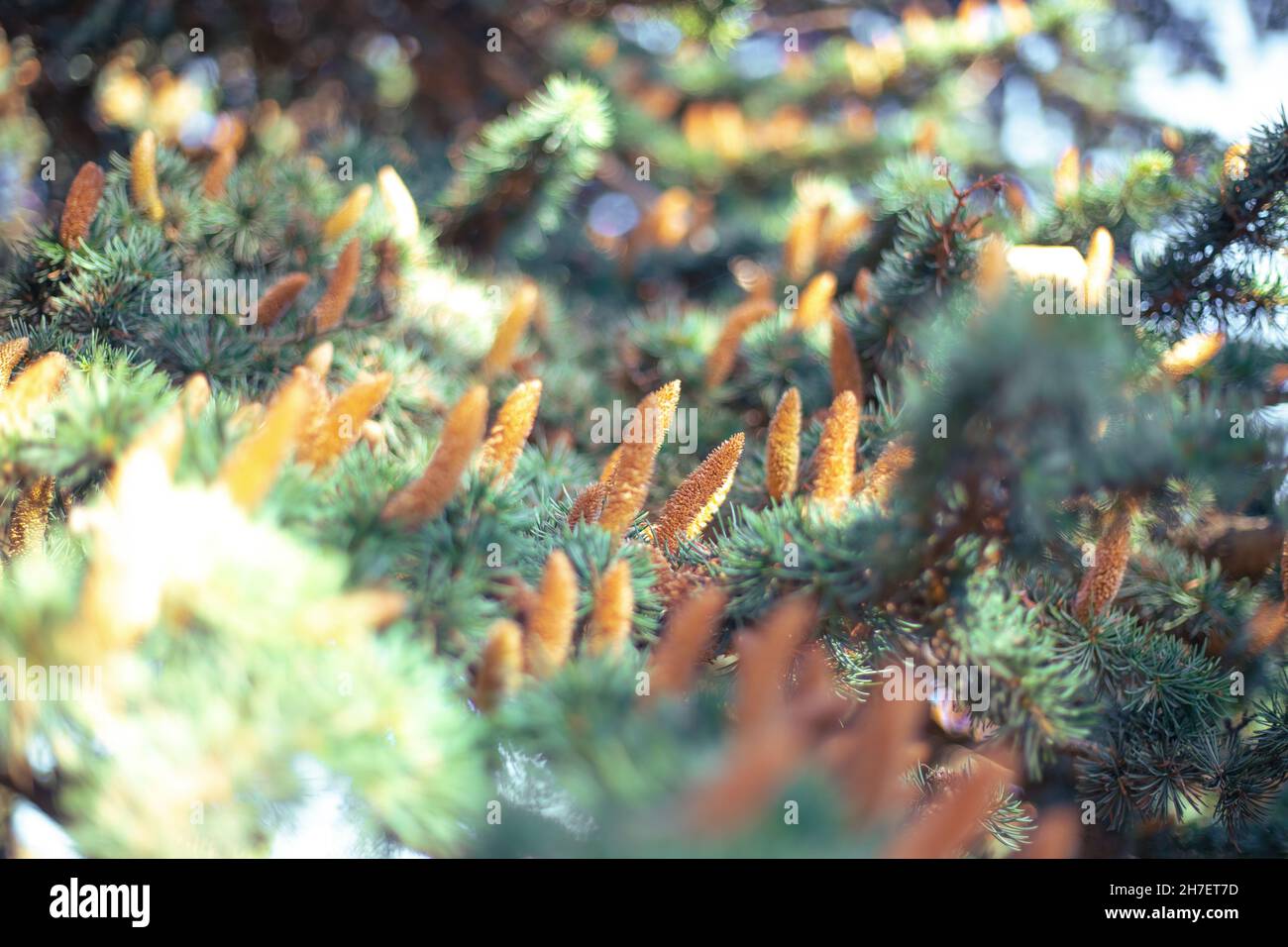 A branch of a green spruce with long cones. Natural natural background ...