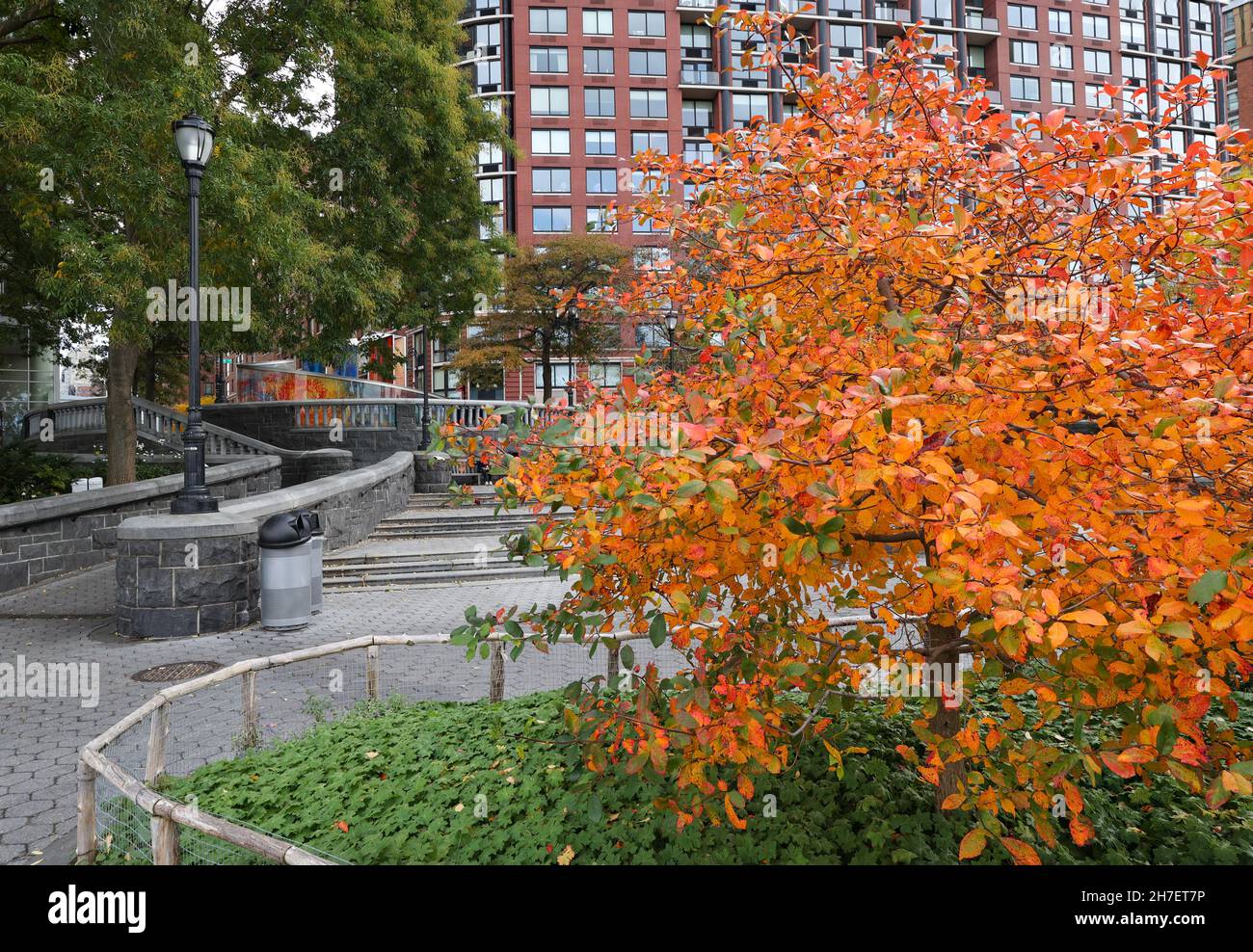 Bright orange tree in New York City Stock Photo - Alamy