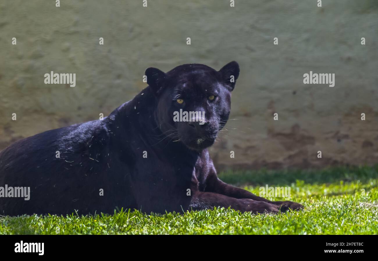 Black Panther Eating