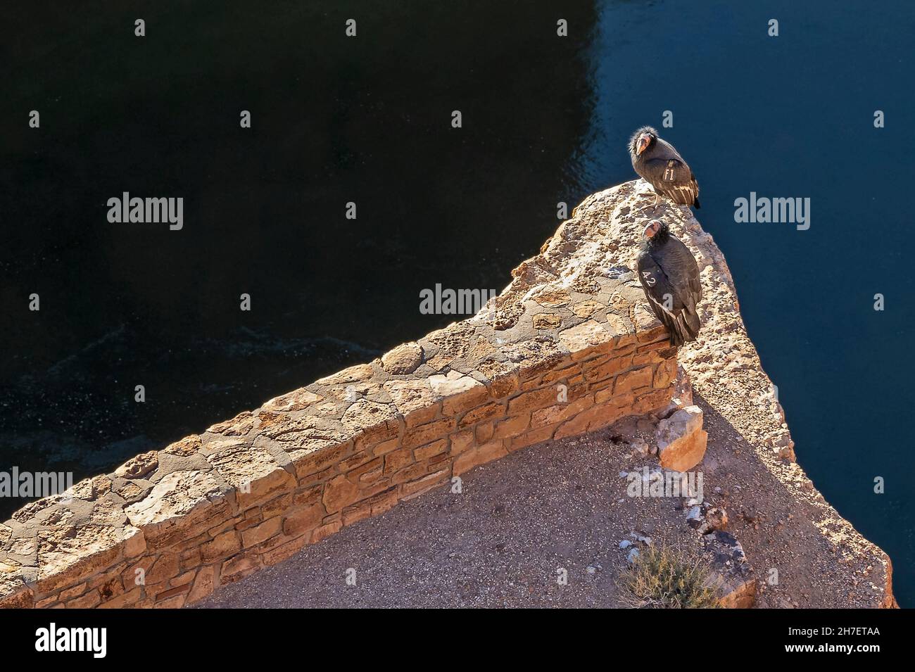 Two Rare California Condors sitting on ledge overloking Colorado River ...