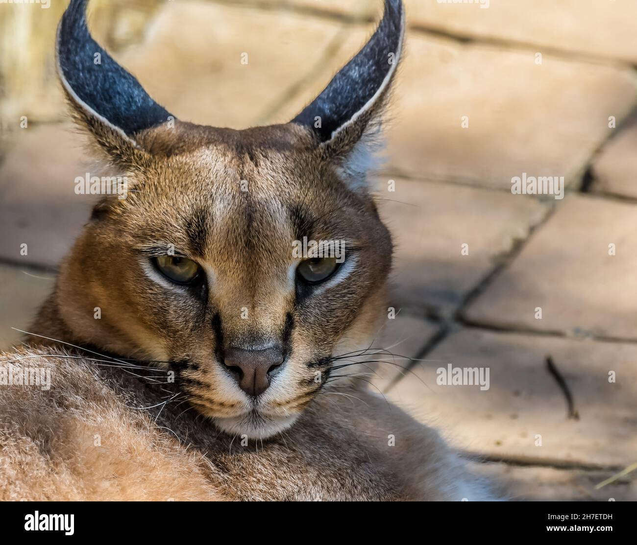 Caracal or African golden cat portrait in a zoo in South Africa Stock ...