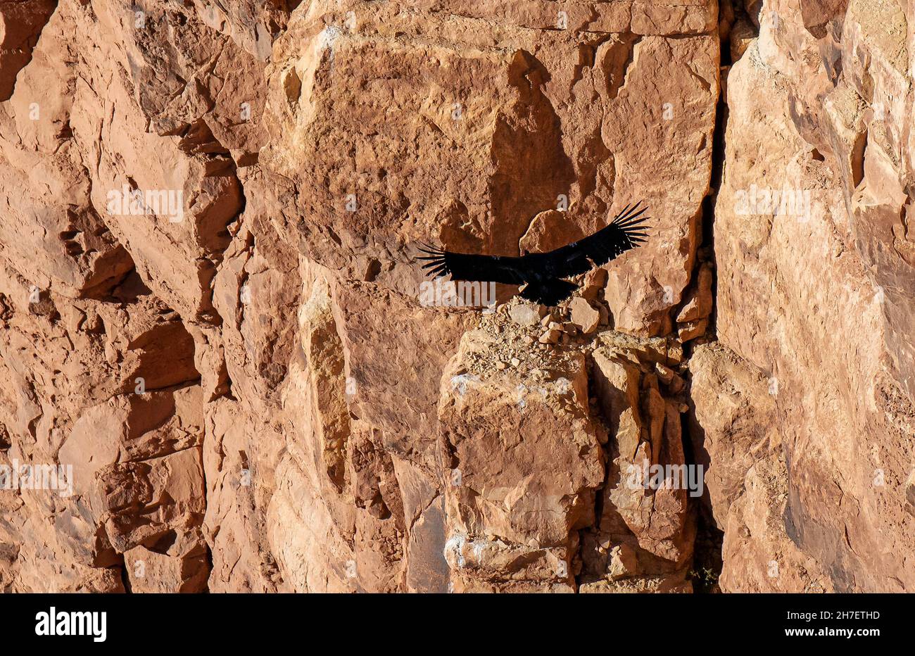 A Rare California Condor soaring bewtween canyon walls above the ...