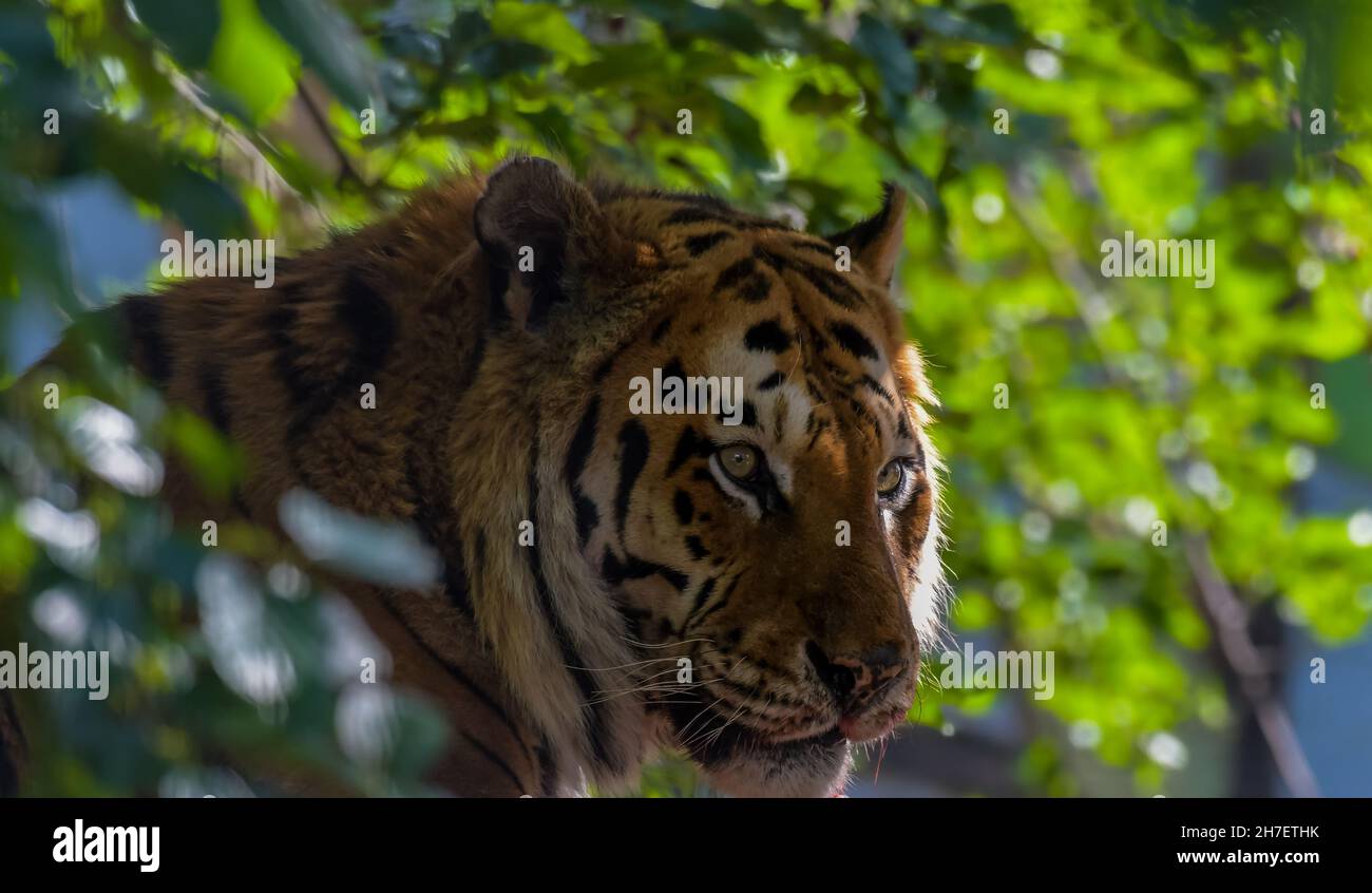 Bengal tiger eating hi-res stock photography and images - Alamy