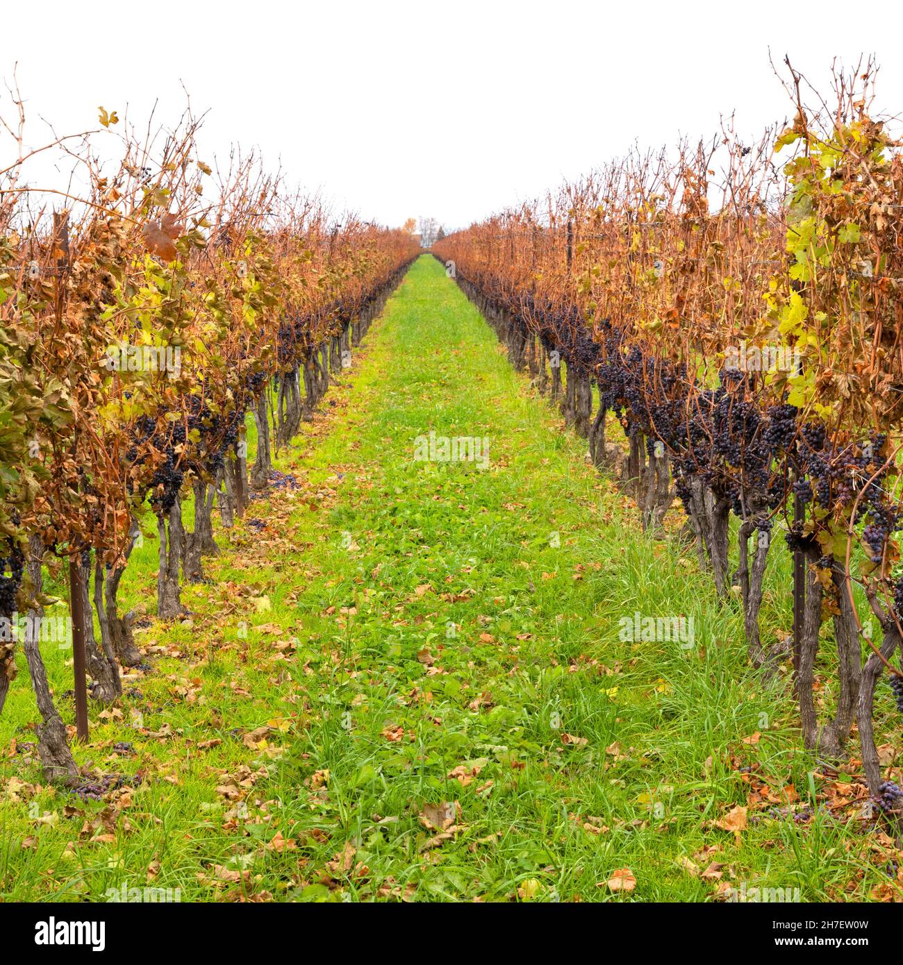 Late harvest red grapes. Niagara Falls Ontario Canada Stock Photo - Alamy