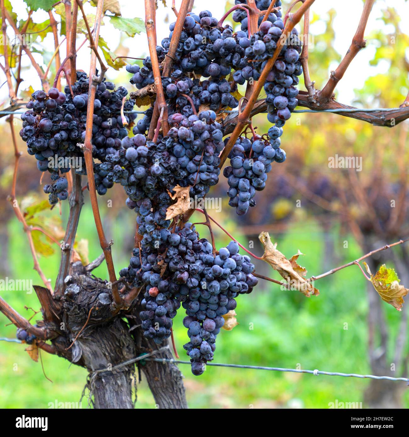 Late harvest red grapes. Niagara Falls Ontario Canada Stock Photo - Alamy