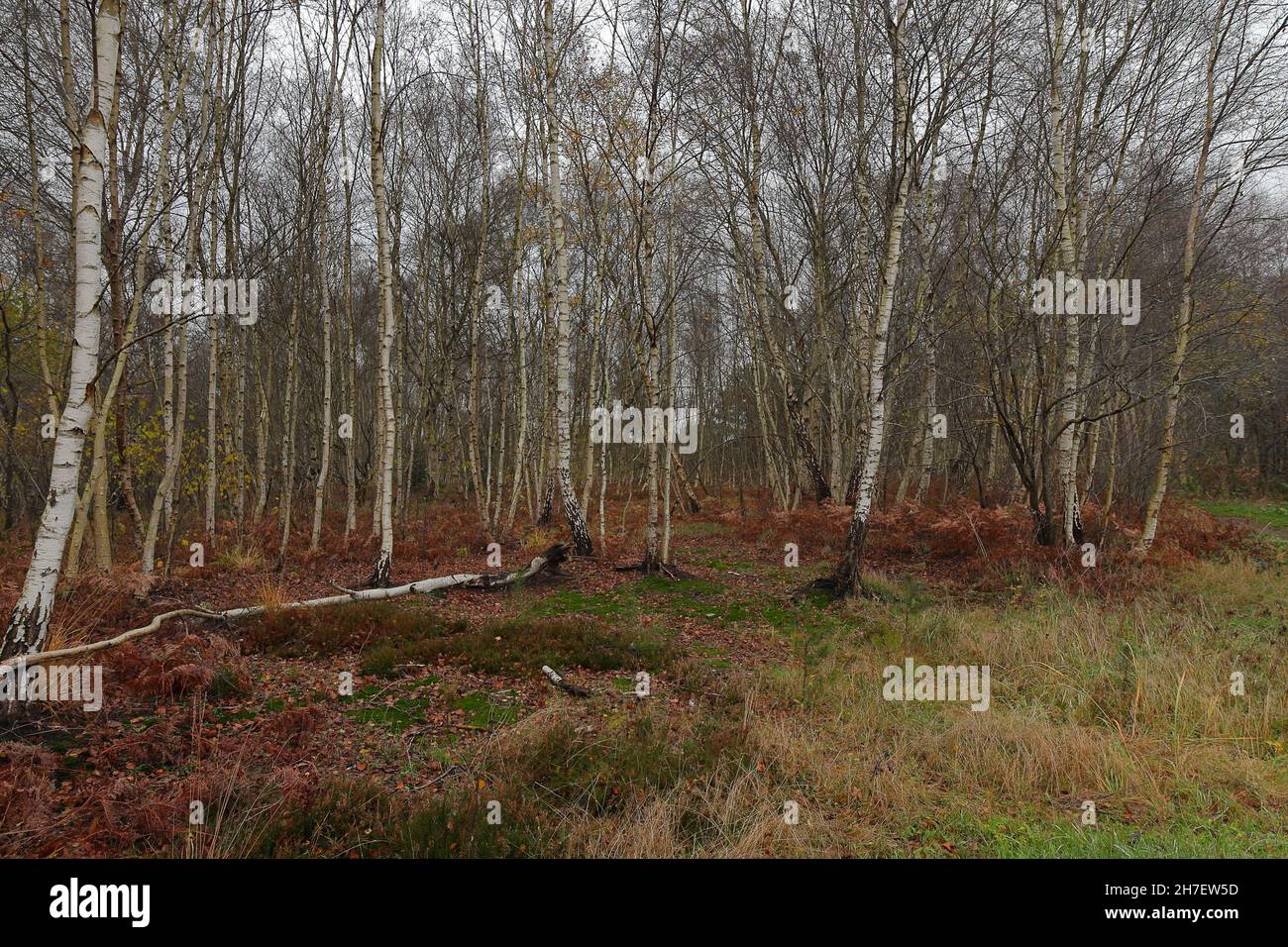 Birch trees in a moor hi-res stock photography and images - Alamy