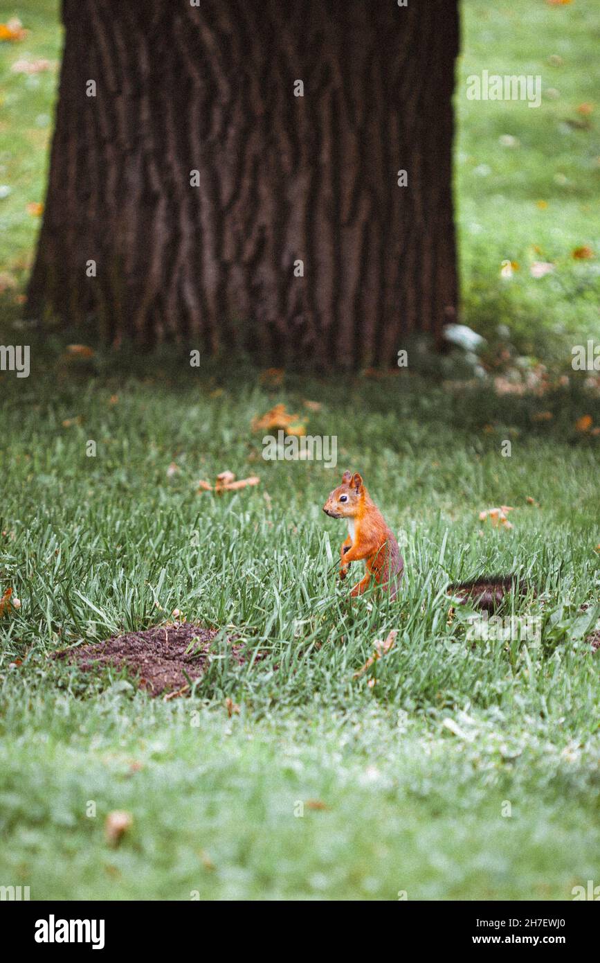 Red squirrel standing in grass hi-res stock photography and images - Alamy