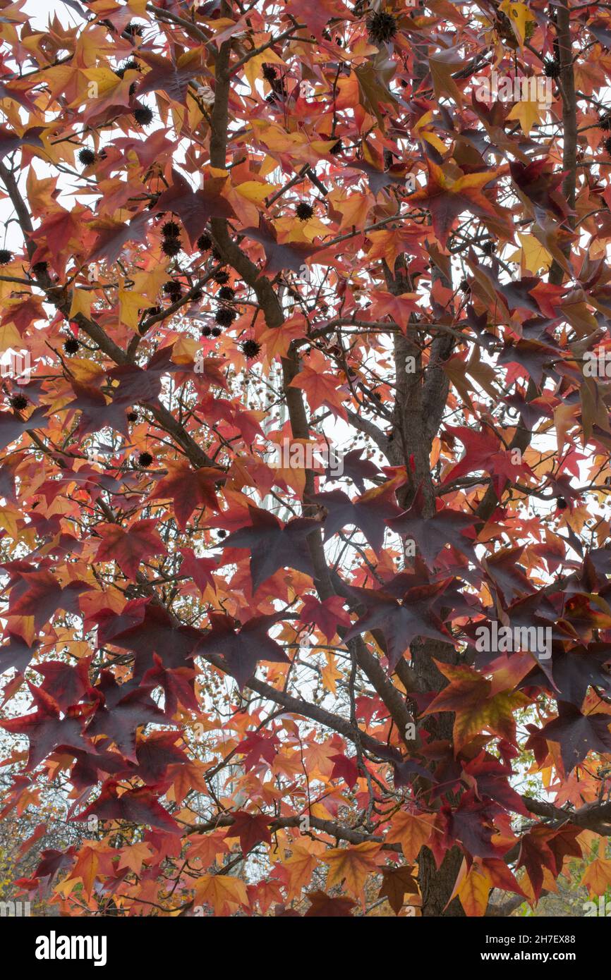 Beautiful red maple hi-res stock photography and images - Alamy