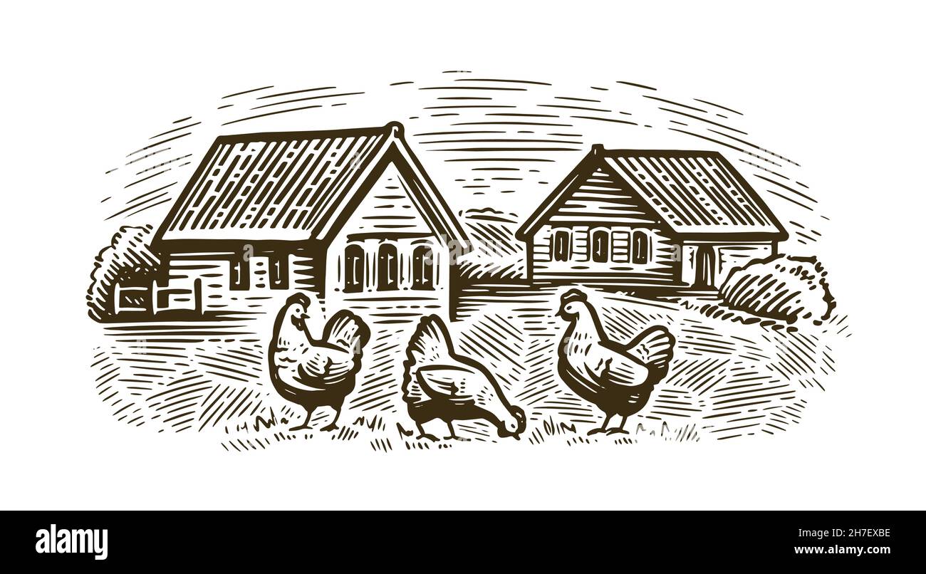 Chickens in village sketch. Rural landscape in vintage engraving style ...