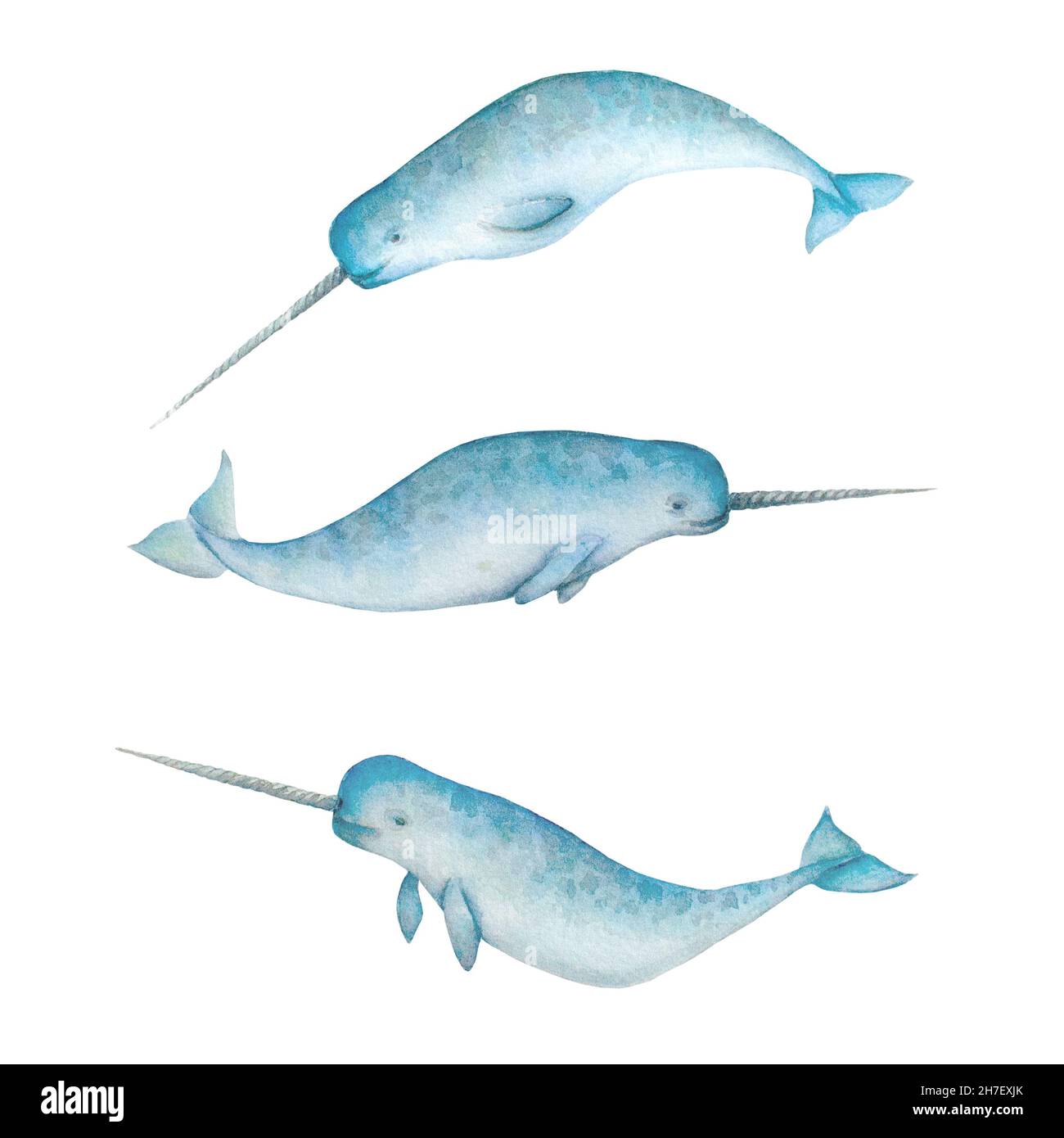Narwhals hi-res stock photography and images - Alamy