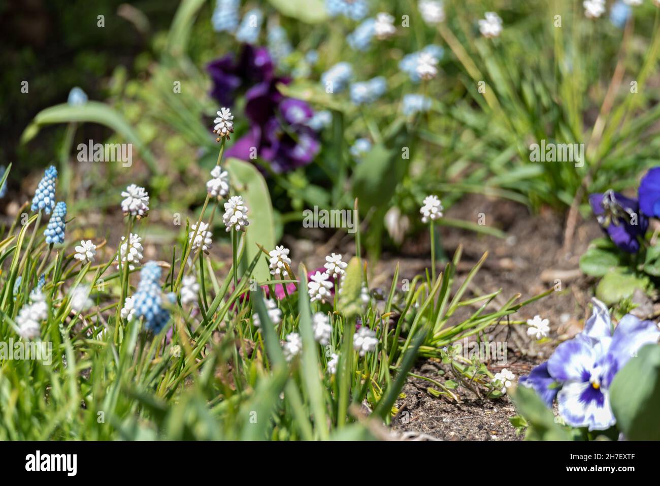 Spring in the garden, flowers of many colors sprouting and blooming ...