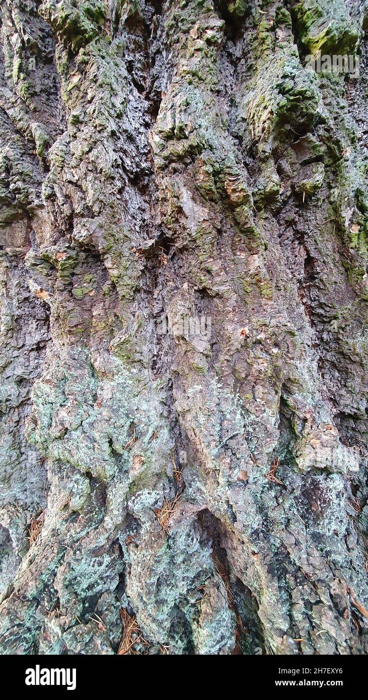 Tree bark in close up Stock Photo - Alamy