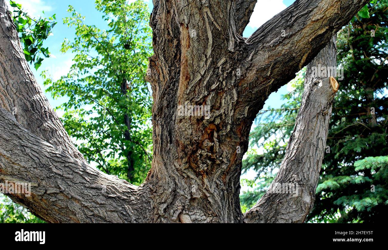 Old weathered tree trunk in a forest Stock Photo - Alamy
