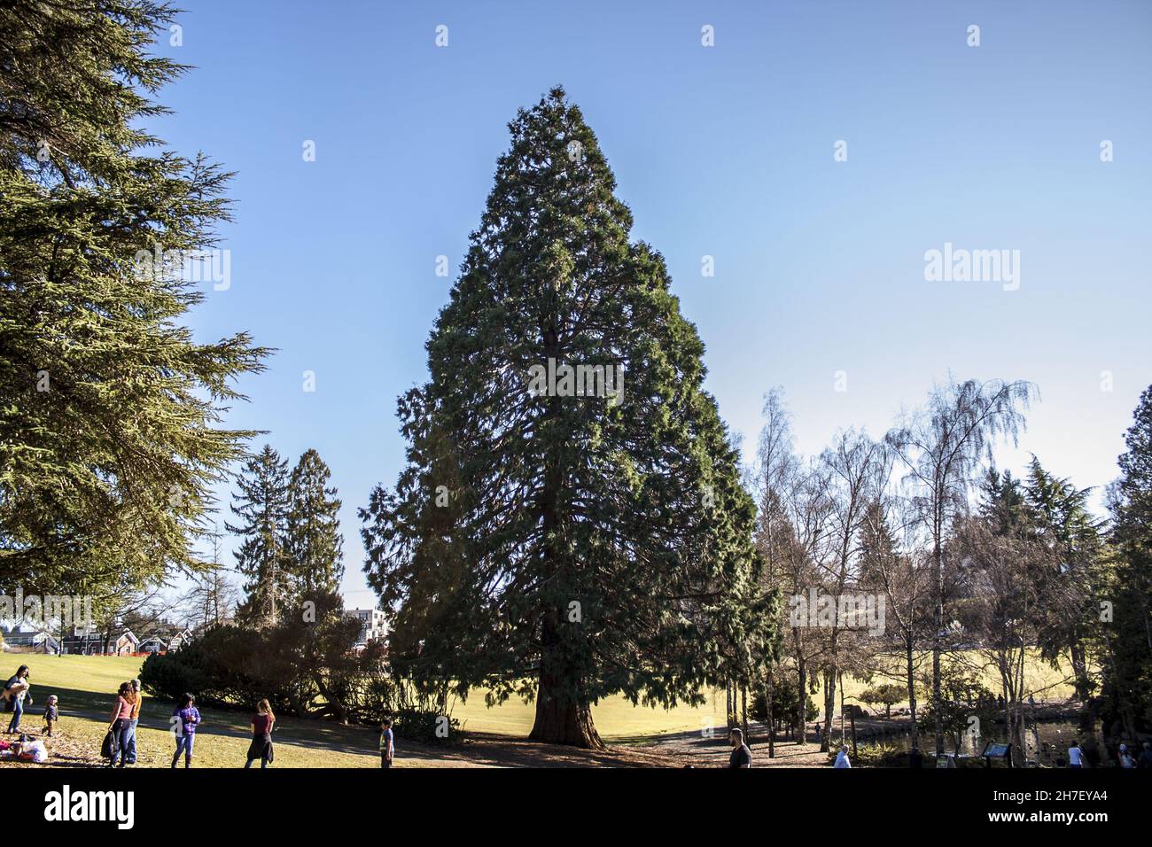 Beautiful view of the tall evergreen trees on the grassy field Stock ...