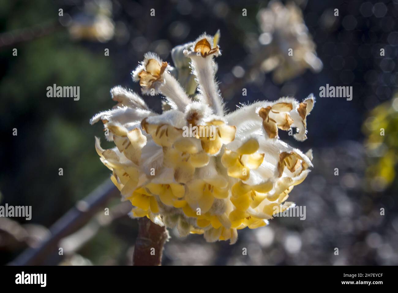 Closeup of the blossomed Edgeworthia chrysantha flower Stock Photo - Alamy