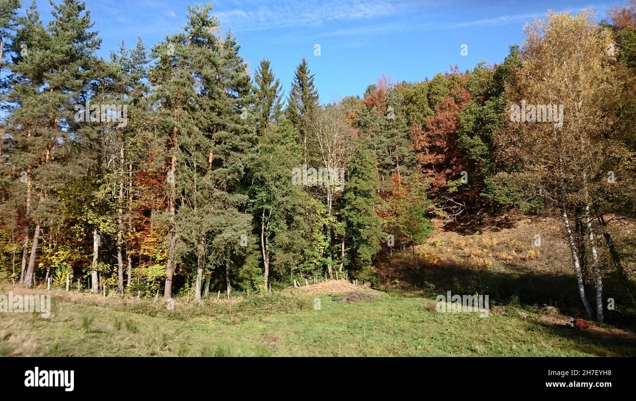 Green landscape with trees and plants Stock Photo - Alamy