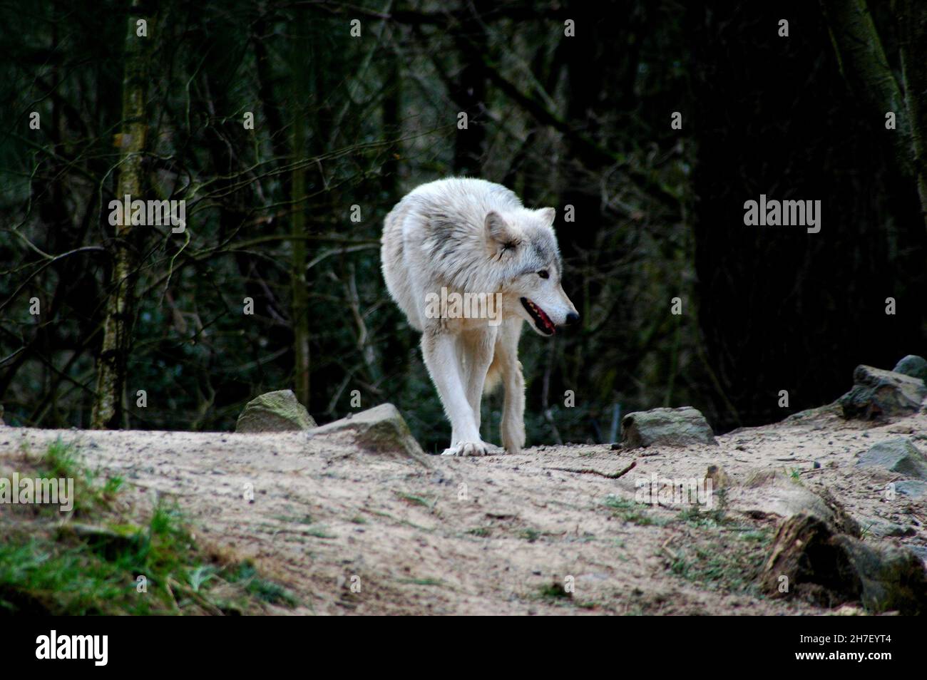 Gray wolf walking in the wilderness Stock Photo - Alamy
