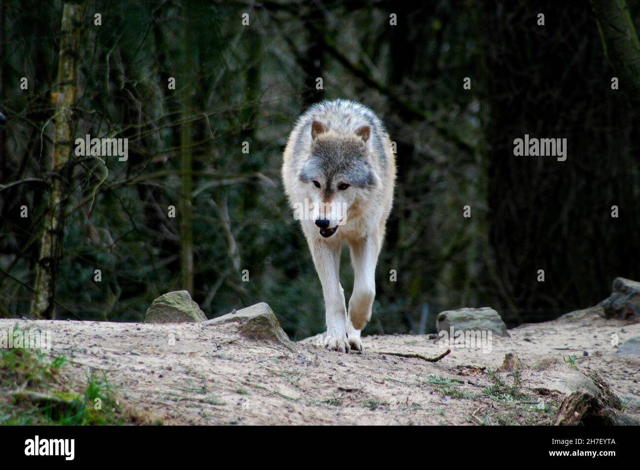 Gray wolf walking in the wilderness Stock Photo - Alamy