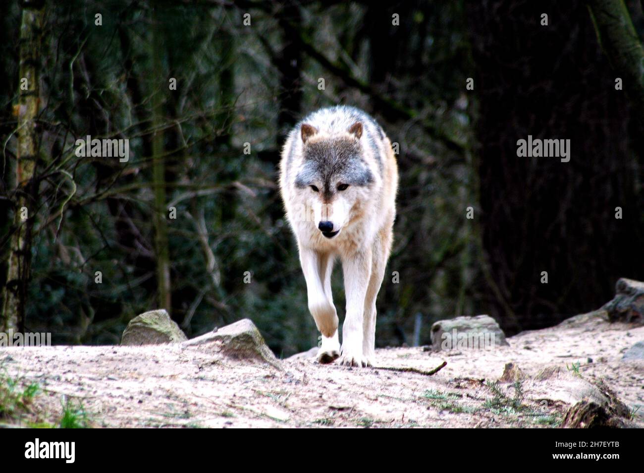 Gray wolf walking in the wilderness Stock Photo - Alamy