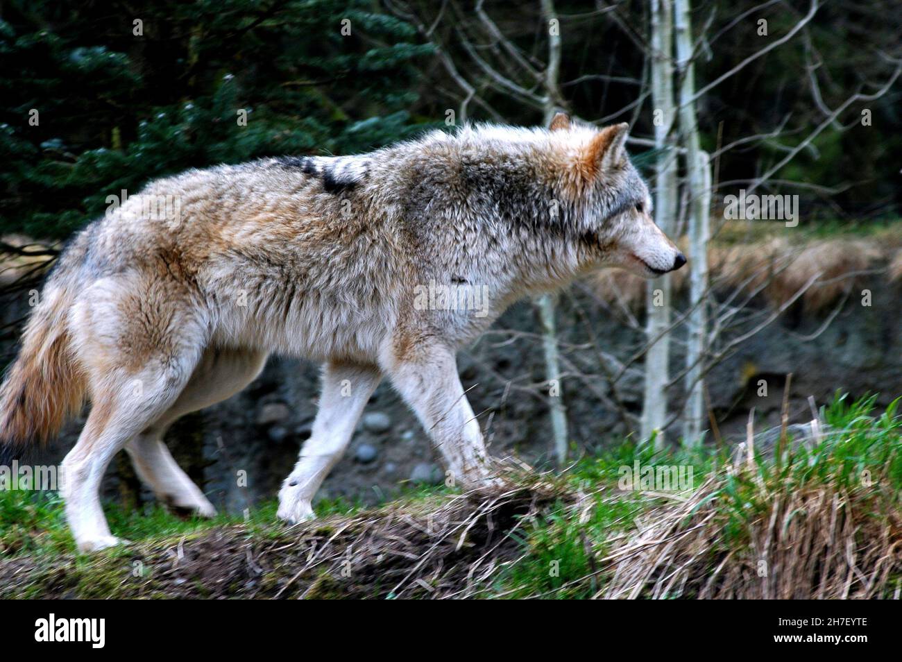 Gray wolf walking in the wilderness Stock Photo - Alamy