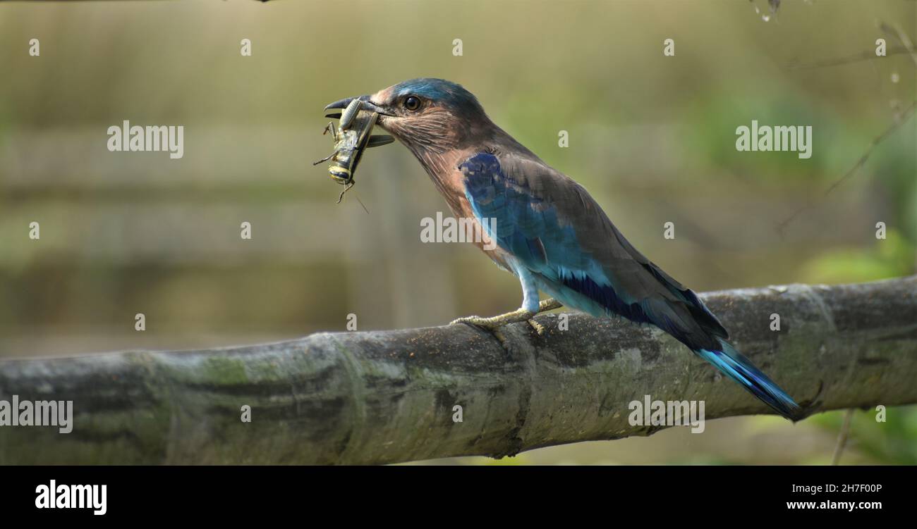Blue bird standing on a tree branch and eating an insect isolated on a ...