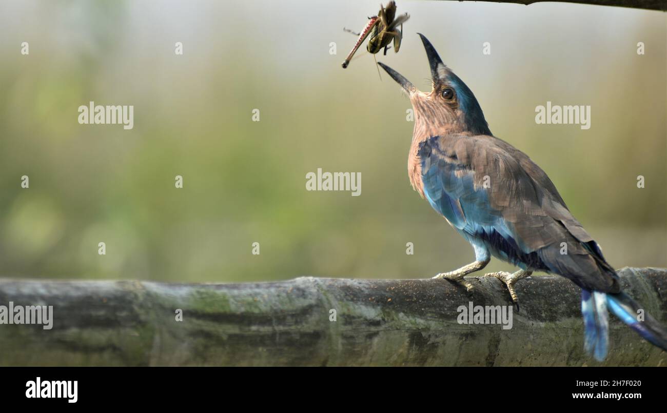 Moment of a bird catching an insect with its beak isolated on a blurred ...