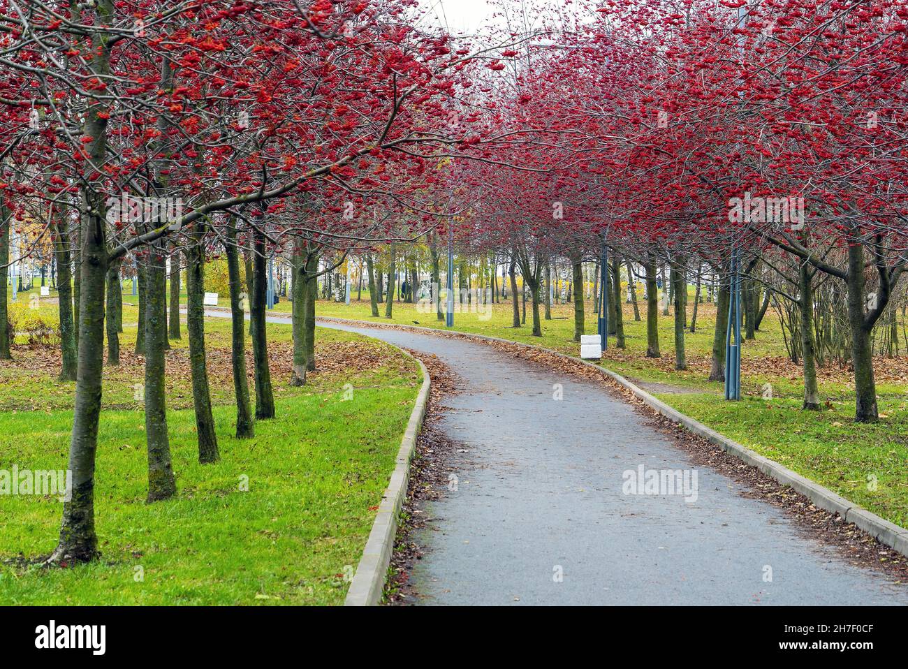 Alley with red mountain ash in the park named after the 300th ...