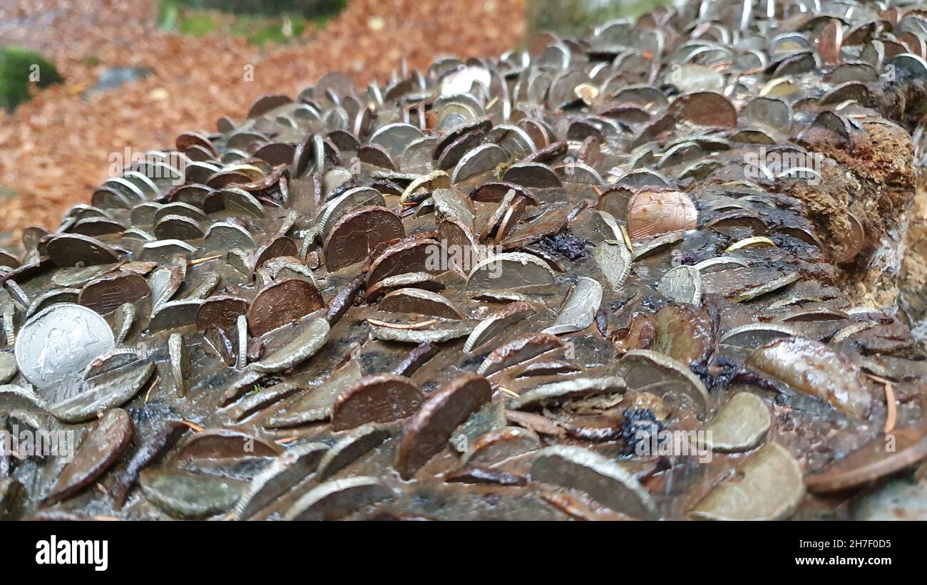 Money tree, Hermitage, Dunkeld, Perthshire, Scotland Stock Photo - Alamy