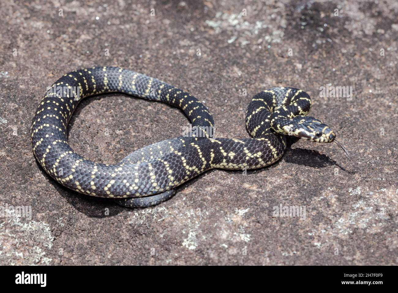 Australian Endangered Broad-headed Snake in defence stance Stock Photo ...