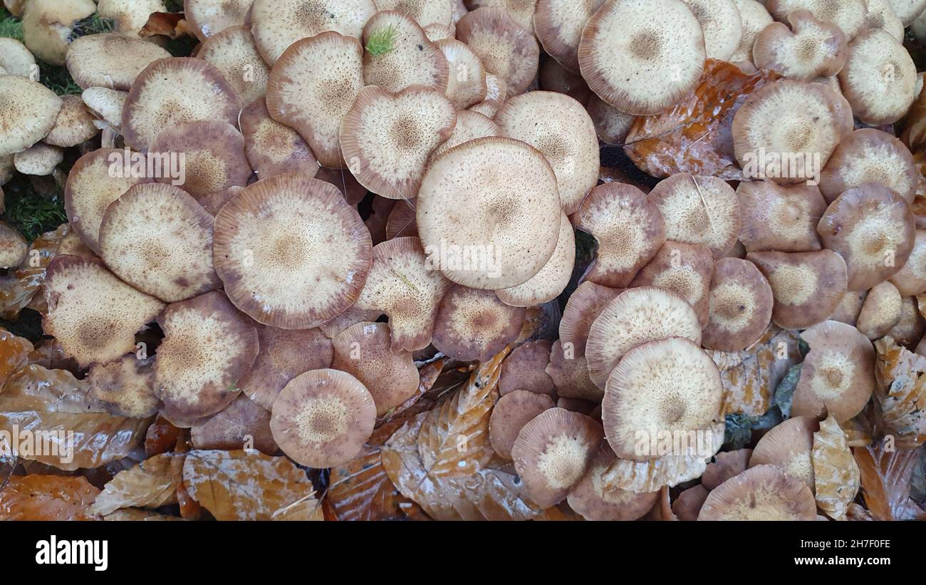 Mushrooms in rain Stock Photo - Alamy