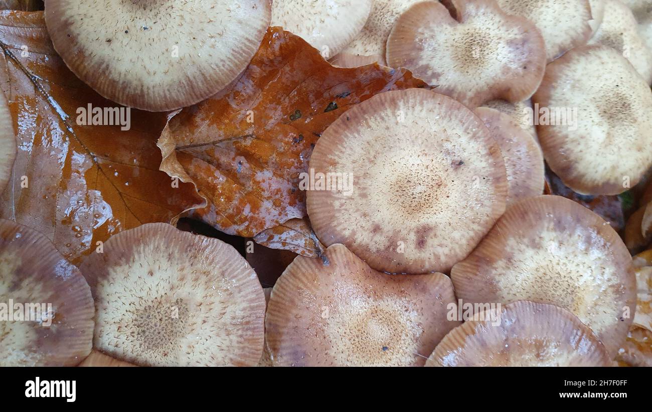 Mushrooms in rain Stock Photo - Alamy