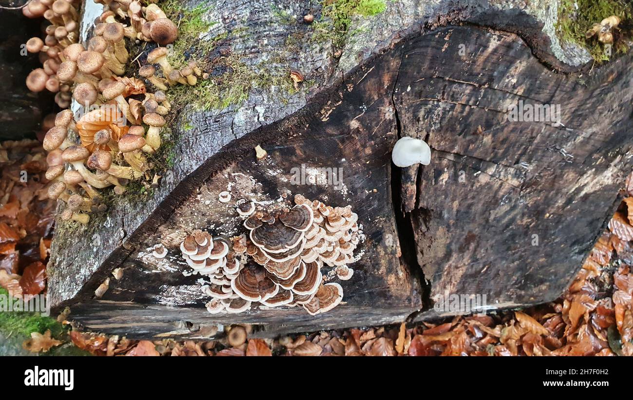Mushrooms in rain Stock Photo - Alamy