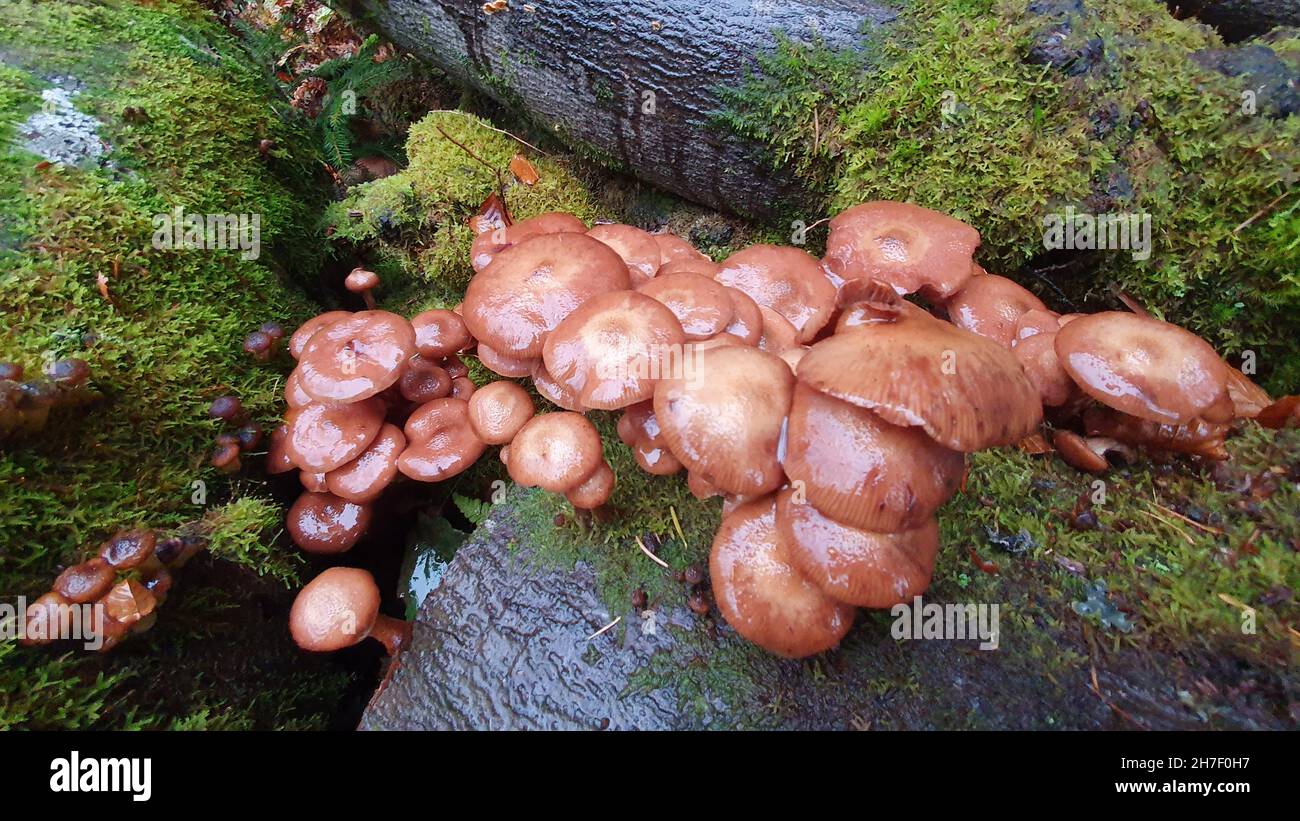 Mushrooms in rain Stock Photo - Alamy