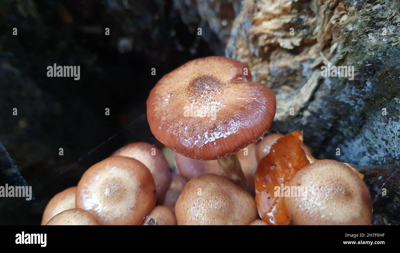 Mushrooms in rain Stock Photo - Alamy