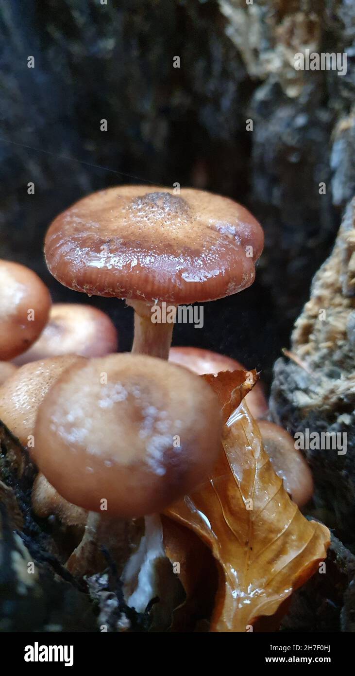 Mushrooms in rain Stock Photo - Alamy