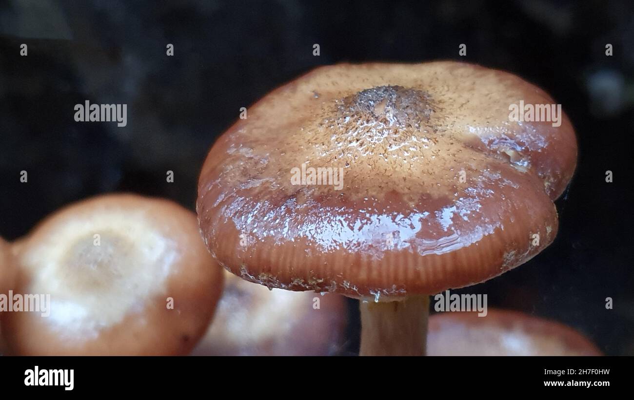 Mushrooms in rain Stock Photo - Alamy